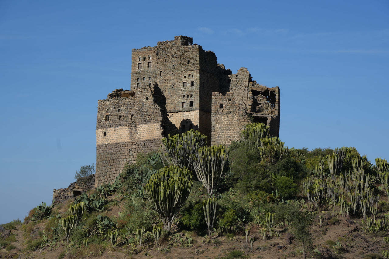 Sheba Coffee – ShebaCoffee