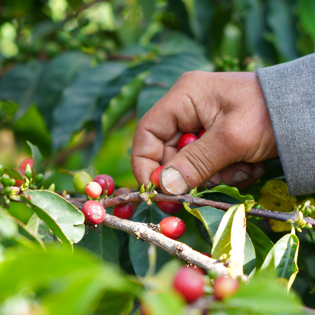 Yemen – ShebaCoffee